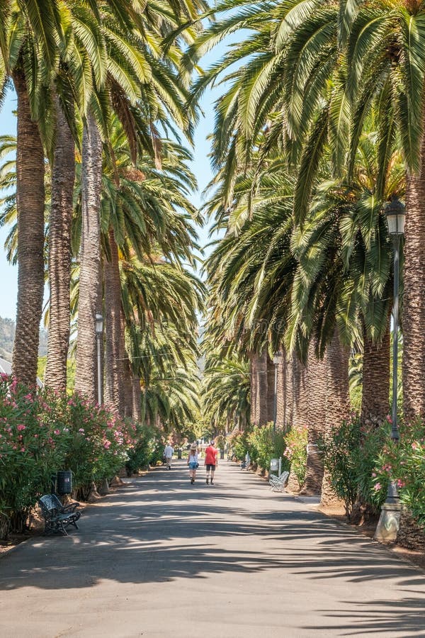 Couple Walking Tropical Walk Way Palm Trees Stock Photos - Free ...
