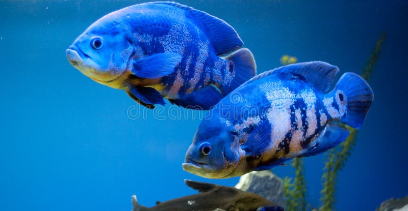 Big Blue Sea Fish in Aqurium. Underwater Stock Image - Image of coral ...