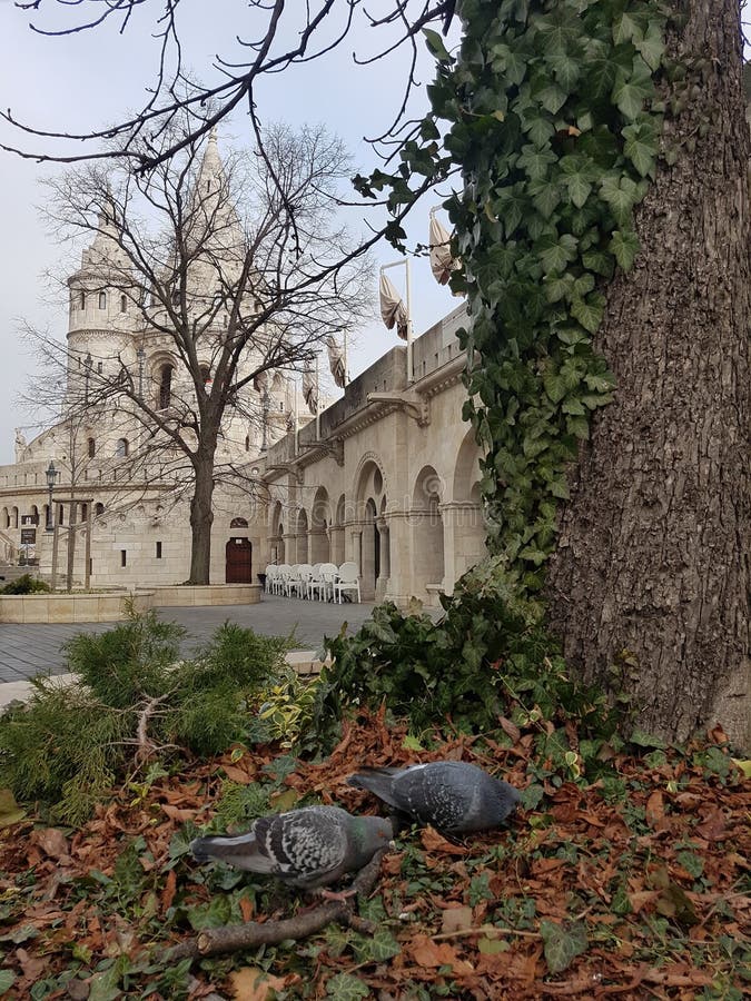 A couple bird in castle stock image. Image of garden - 261828979