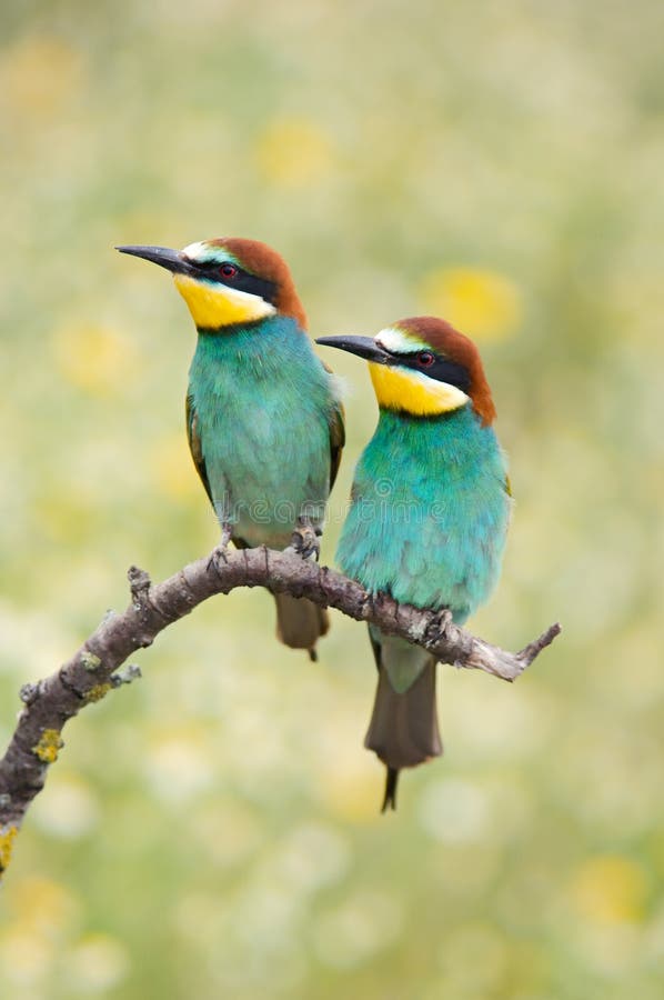 36,348 Couple Birds Stock Photos - Free & Royalty-Free Stock Photos ...