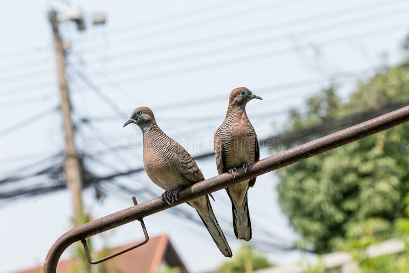Couple of birds stock image. Image of color, plated, nature - 4907533
