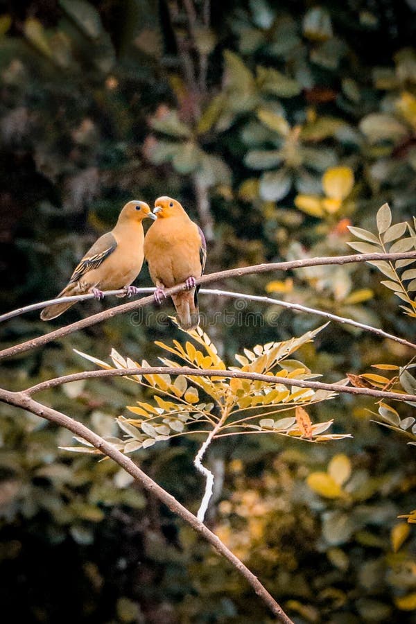 Birds Couple Flying Together Stock Photo - Image of blue, strength ...