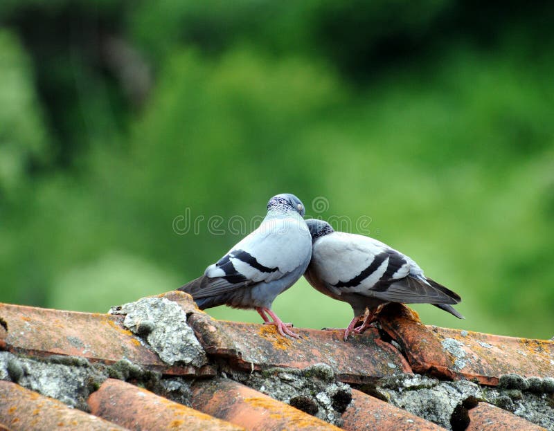 Couple of birds in love stock image. Image of dove, aves - 113451971