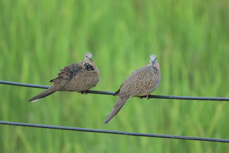 Couple Birds Stand Together in the Field Stock Photo - Image of beak ...