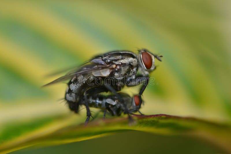 Couple of Black Soldier Flies Mating Stock Image - Image of leaf ...