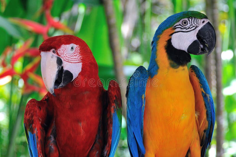 Couple of bright parrot stock image. Image of bright - 66946673