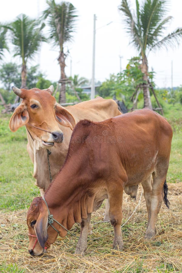 Couple brown cows stock image. Image of animal, brown - 35062377
