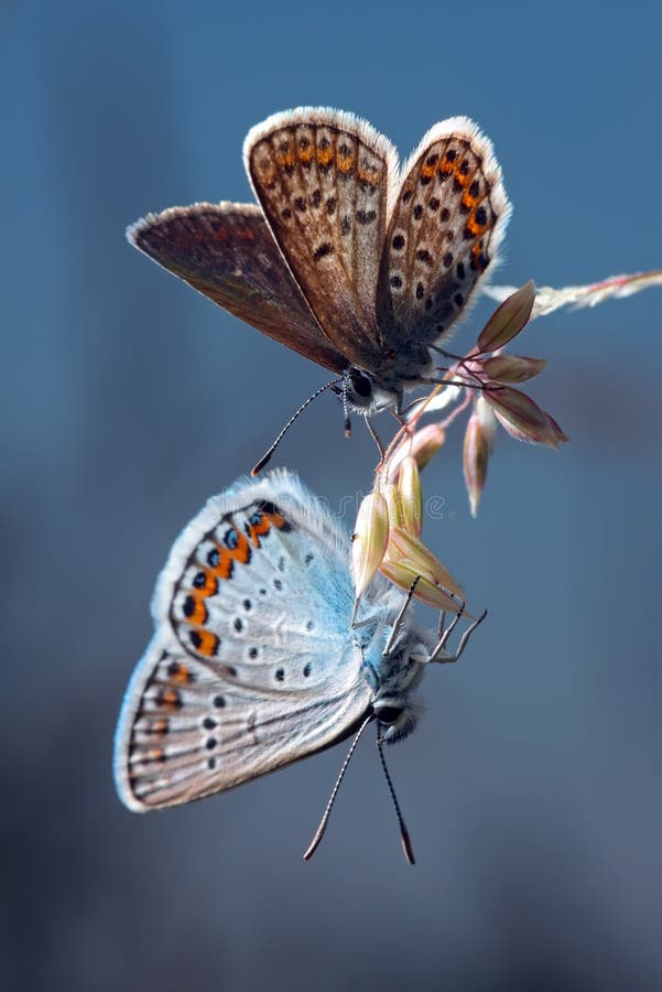 Couple of Butterflies on a Blue Background Stock Photo - Image of ...