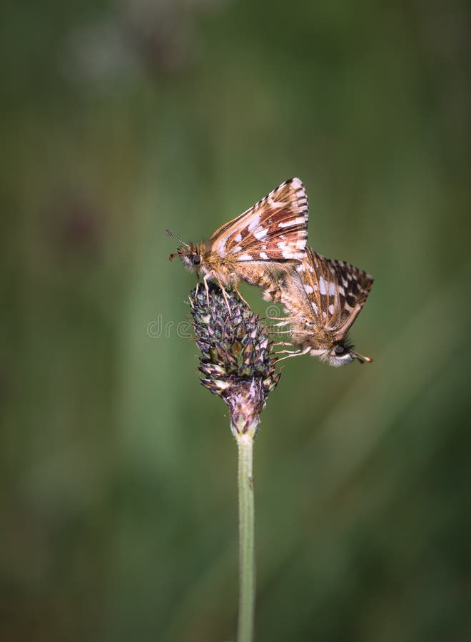 Couple of butterflies stock image. Image of green, natural - 148146709