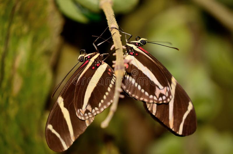 Couple of butterflies stock photo. Image of nature, back - 31589292