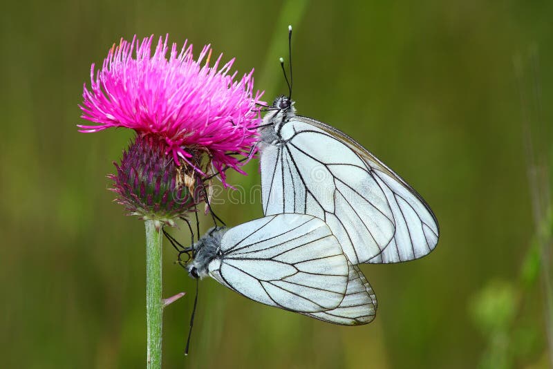 Couple butterfly stock image. Image of fauna, pink, white - 10576989