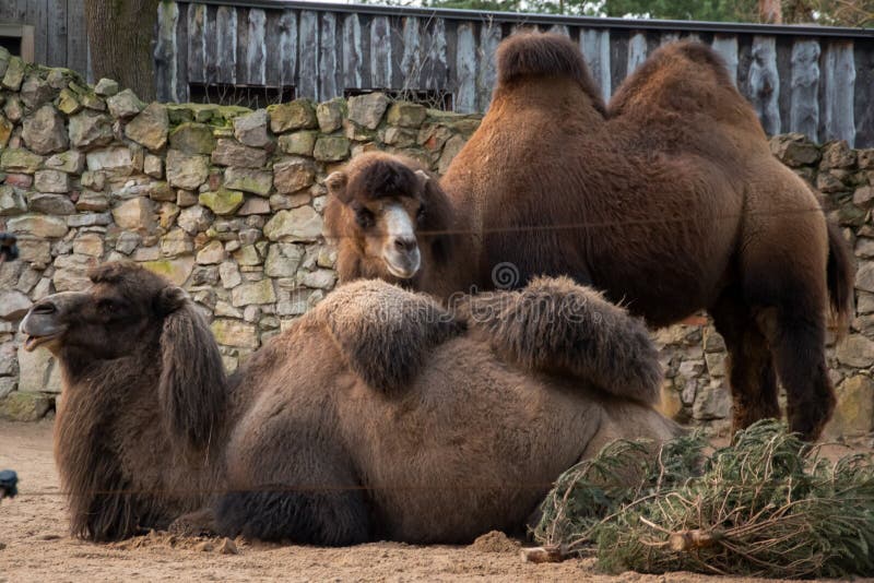 A Couple of Camels Resting in the Zoo. Stock Image - Image of ...