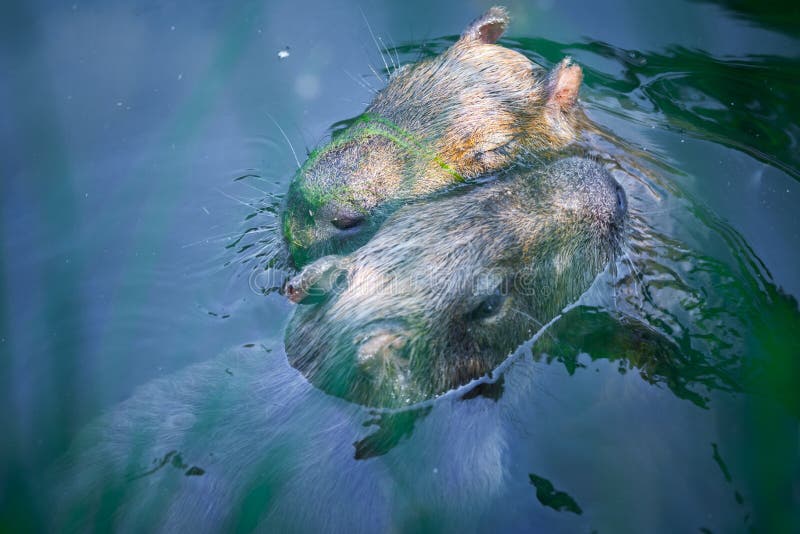 Couple Capybara Hugs in the Water Stock Photo - Image of capybara, hair ...