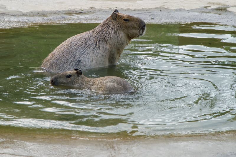 Capybaras Couple Stock Photos - Free & Royalty-Free Stock Photos from ...