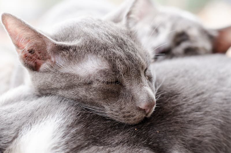 13,538 Couple Cat Photos - Free & Royalty-Free Stock Photos from Dreamstime