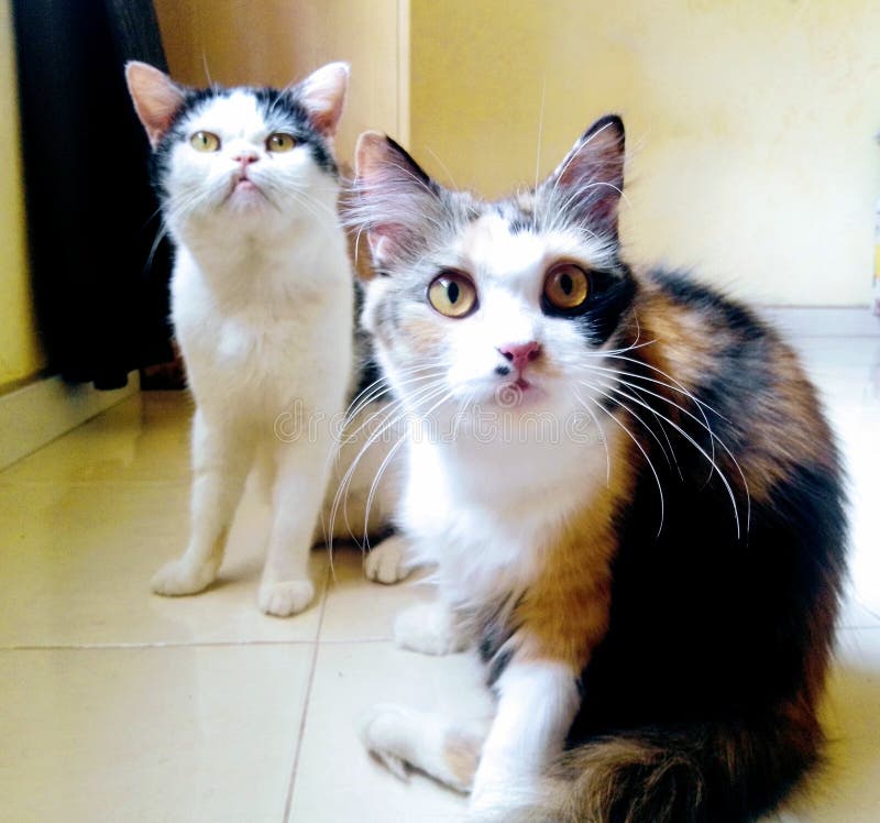 803 Different Continent Stock Photos - Free & Royalty-Free Stock Photos ...