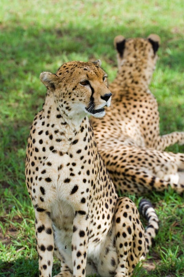 Couple of cheetahs stock image. Image of outdoor, natural - 16769099