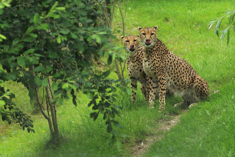 Couple of cheetahs stock photo. Image of plant, jungle - 268999970