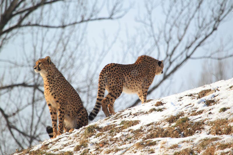 Cheetah on snow stock photo. Image of nature, animal - 23314698