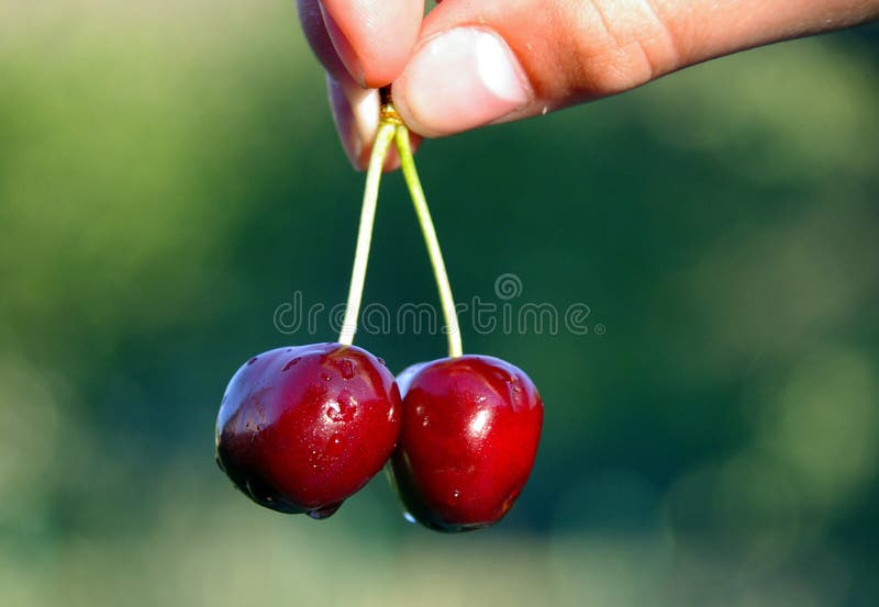 Couple of Cherries stock photo. Image of delicious, pair - 761368