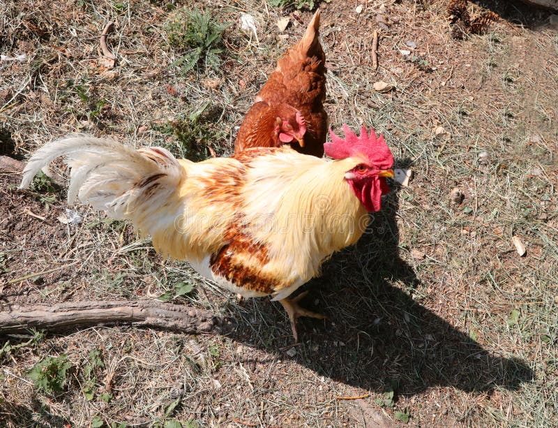 Couple in the Chicken Coop a Rooster with a Red Crest and the he Stock ...