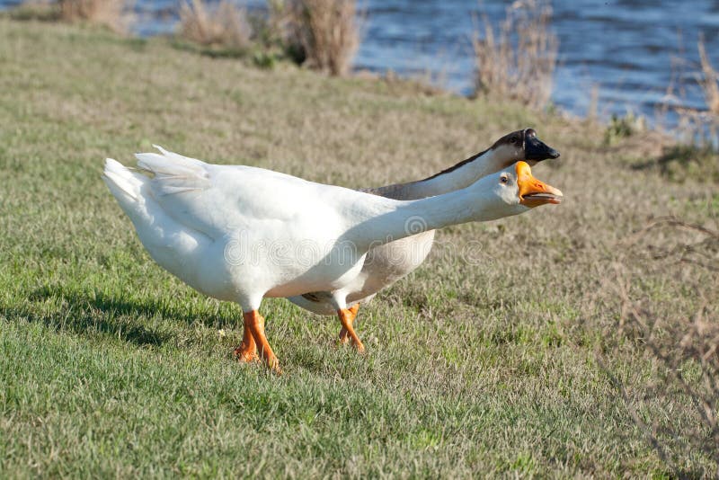 Couple of Chinese Swan Goose Stock Image - Image of cygnoides ...