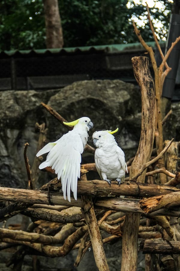 Couple cockatoo stock image. Image of home, crown, feather - 28444005
