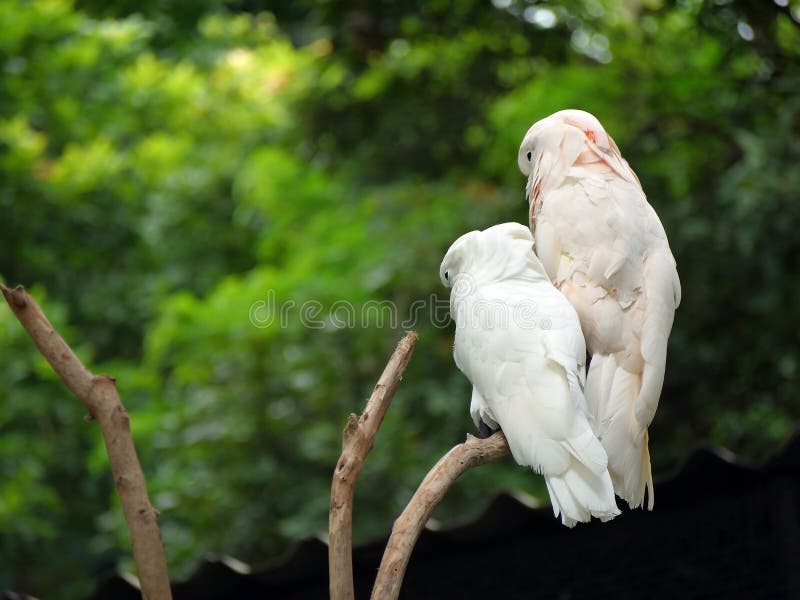 Canoodling cockatoos stock photo. Image of nature, cockatoos - 59172