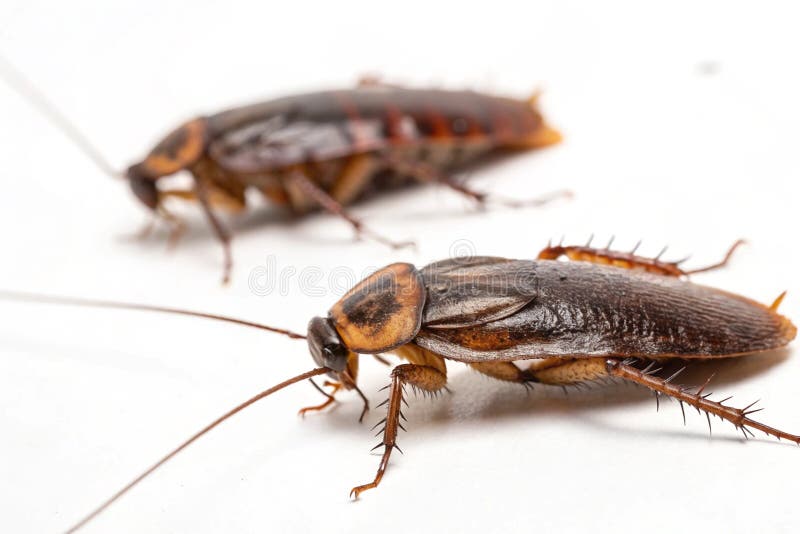 Couple of Cockroach Bugs â€ Close-Up on White Background Stock ...