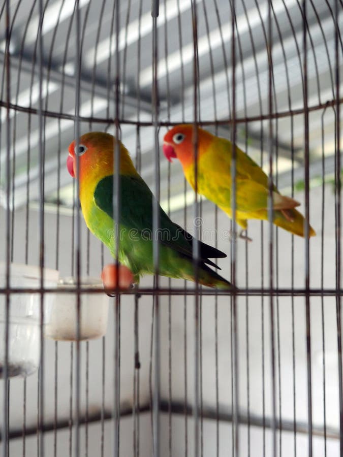 Couple of Colorful Birds in a Cage Stock Image - Image of ...