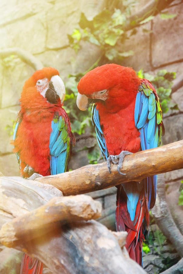 Macaw in Aviary stock image. Image of colorful, birds - 98779395