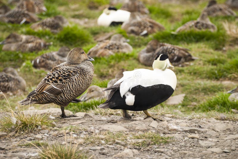 Common Eider Nesting Stock Photos - Free & Royalty-Free Stock Photos ...