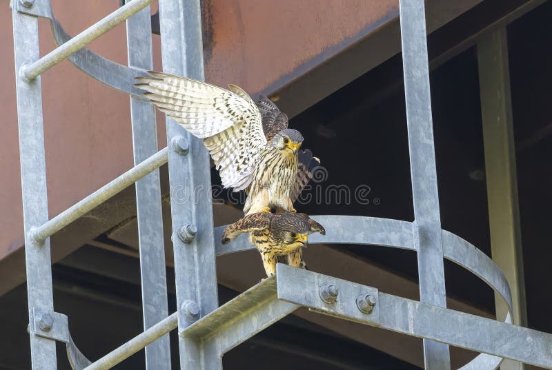 A Couple of Common Kestrel Under the Bridge Stock Image - Image of ...