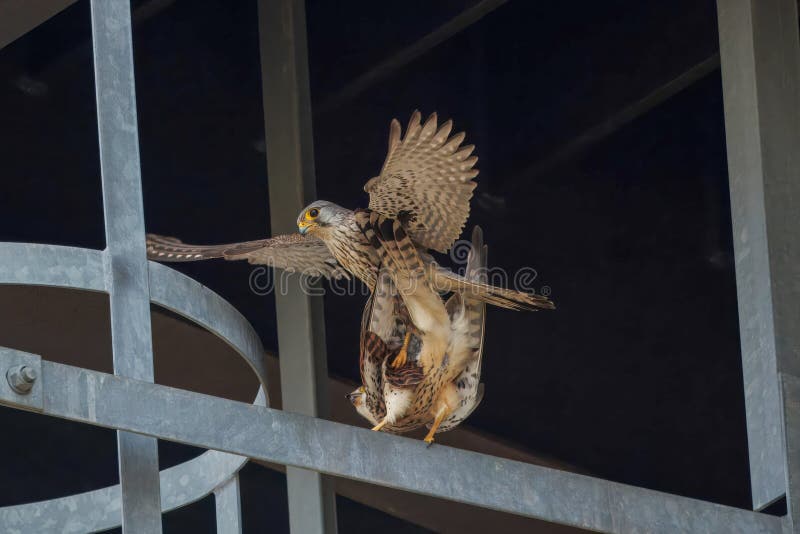 Couple Common Kestrel Under Bridge Stock Photos - Free & Royalty-Free ...
