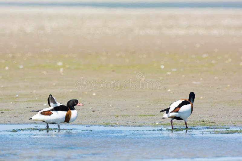 Couple Common shelducks stock image. Image of wadden - 38997511