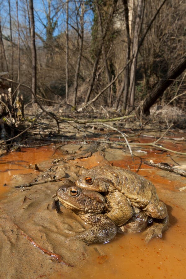 Couple of Common Toad in Early Spring during the Breeding Season Stock ...