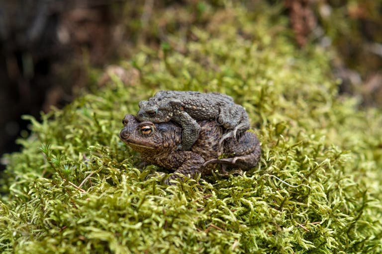 Couple of Common Toads in Amplexus among Moss Stock Photo - Image of ...