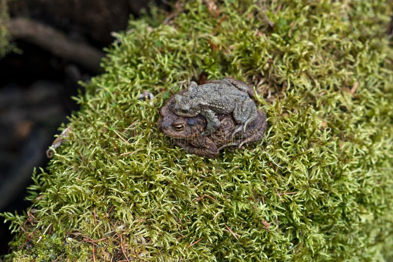 Couple of Common Toads in Amplexus among Moss Stock Image - Image of ...