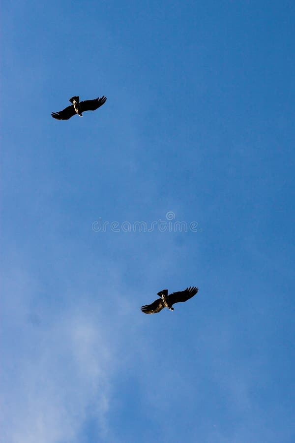 Couple of condors flying stock image. Image of soaring - 516443