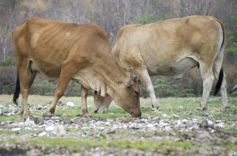 Couple cow stock image. Image of summer, hand, fresh - 71993911