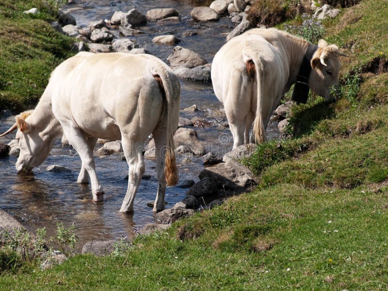 Couple of cows stock photo. Image of mountains, meadow - 13575614