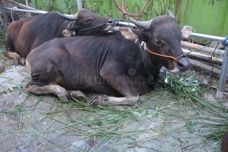Couple of cows stock image. Image of cows, goats, morning - 257518885