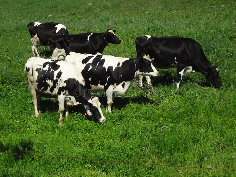 A couple of cows stock photo. Image of field, herd, country - 54487526