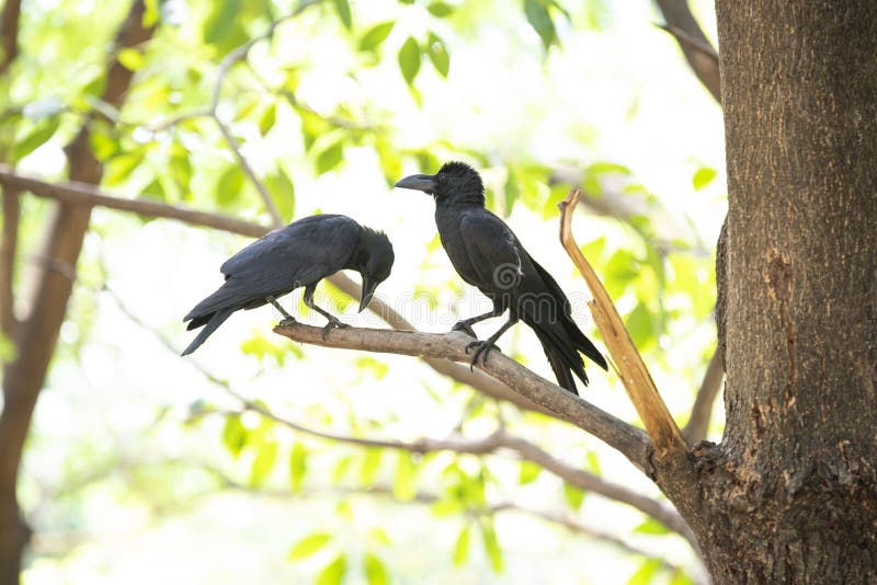Eastern jungle crow stock photo. Image of branch, tail - 159851886