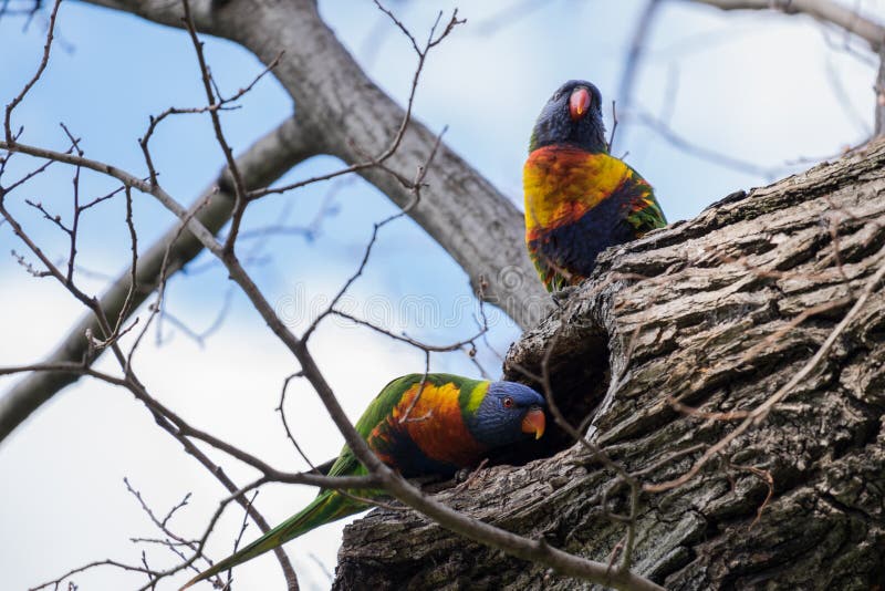 A Couple of Curious Parrot stock photo. Image of hole - 59118986