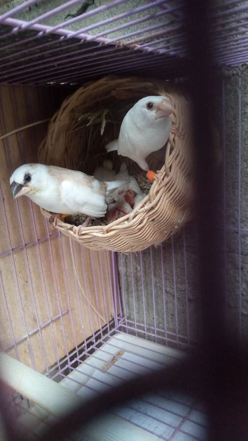 A Couple of Cute Bird in Their Nest Stock Photo - Image of cute, bird ...