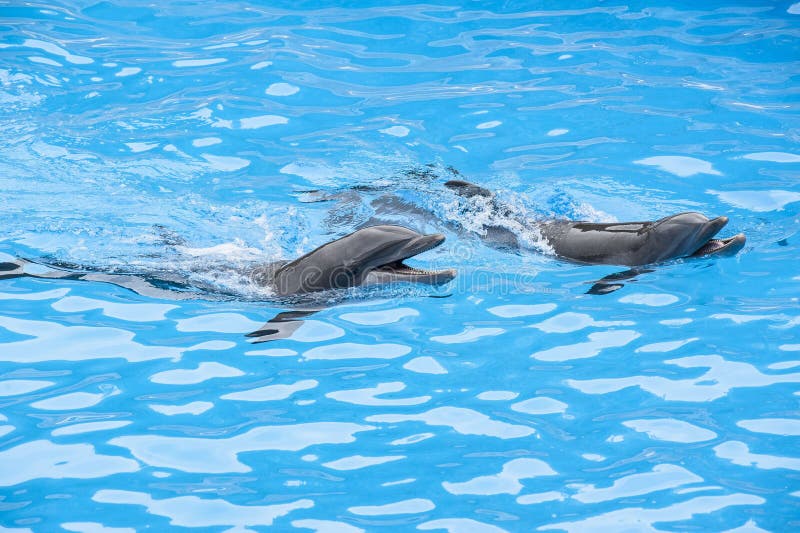 Couple of Cute Dolphins Swimming in the Pool Stock Photo - Image of ...