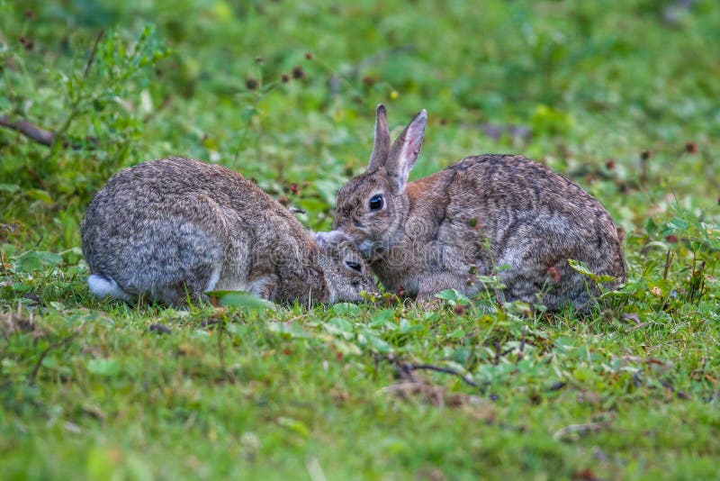 Couple of Cute European Rabbits Playing on the Grass Stock Image ...