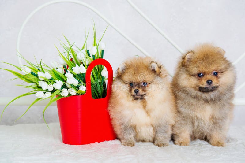Couple of Cute Spitz Puppies Stock Photo - Image of animal, bouquet ...