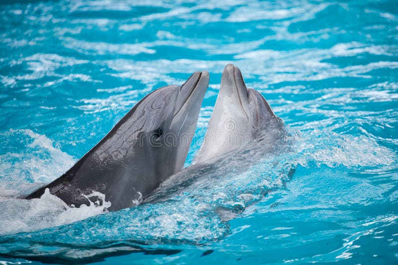 Couple dolphins stock photo. Image of couple, blue, dancing - 50313278